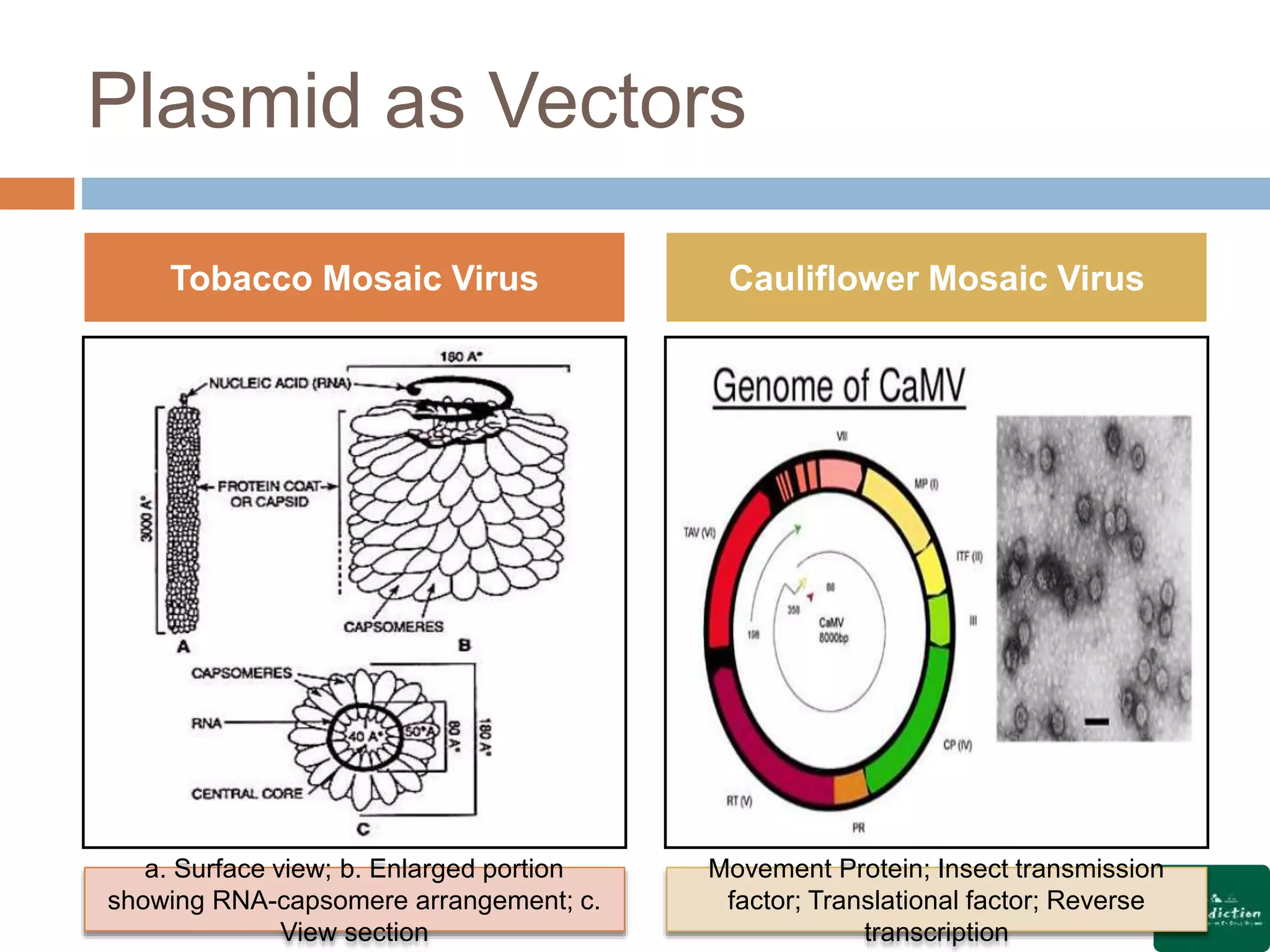 Plant Biotechnology: Introduction, Scope and Application | PPTX
