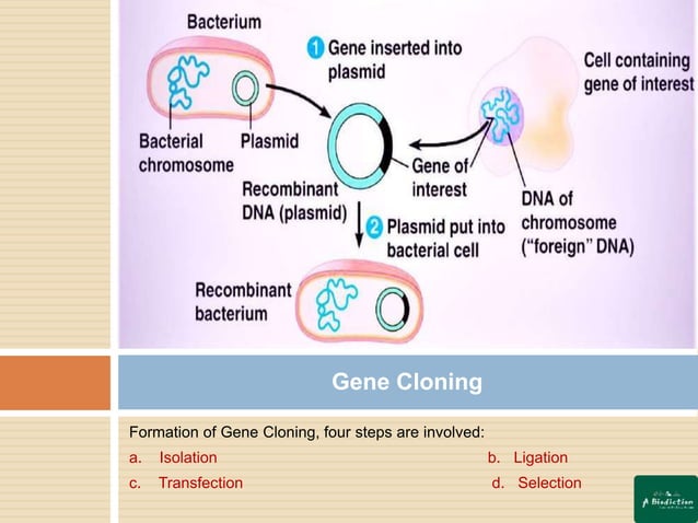 Plant Biotechnology: Introduction, Scope and Application | PPTX ...