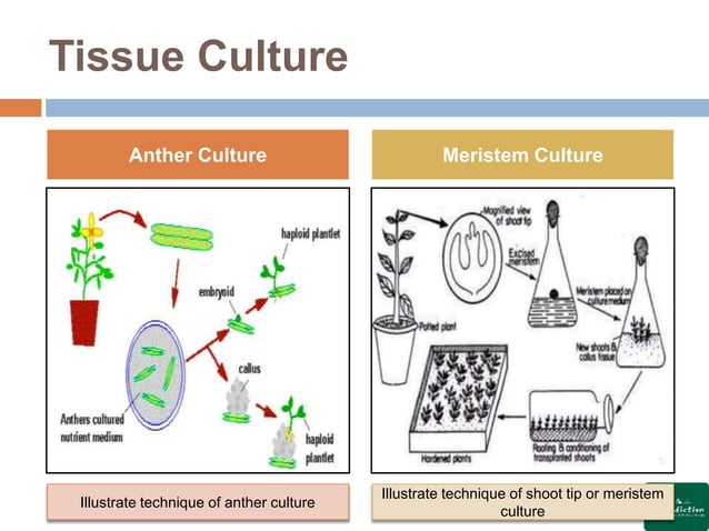 Plant Biotechnology: Introduction, Scope and Application | PPTX ...
