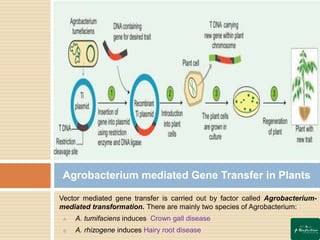 Plant Biotechnology: Introduction, Scope and Application | PPTX
