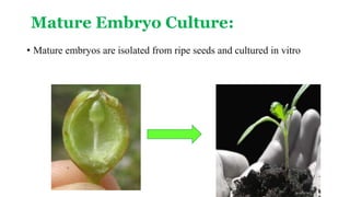 EMBRYO CULTURE AND EMBRYO RESCUE | PPTX
