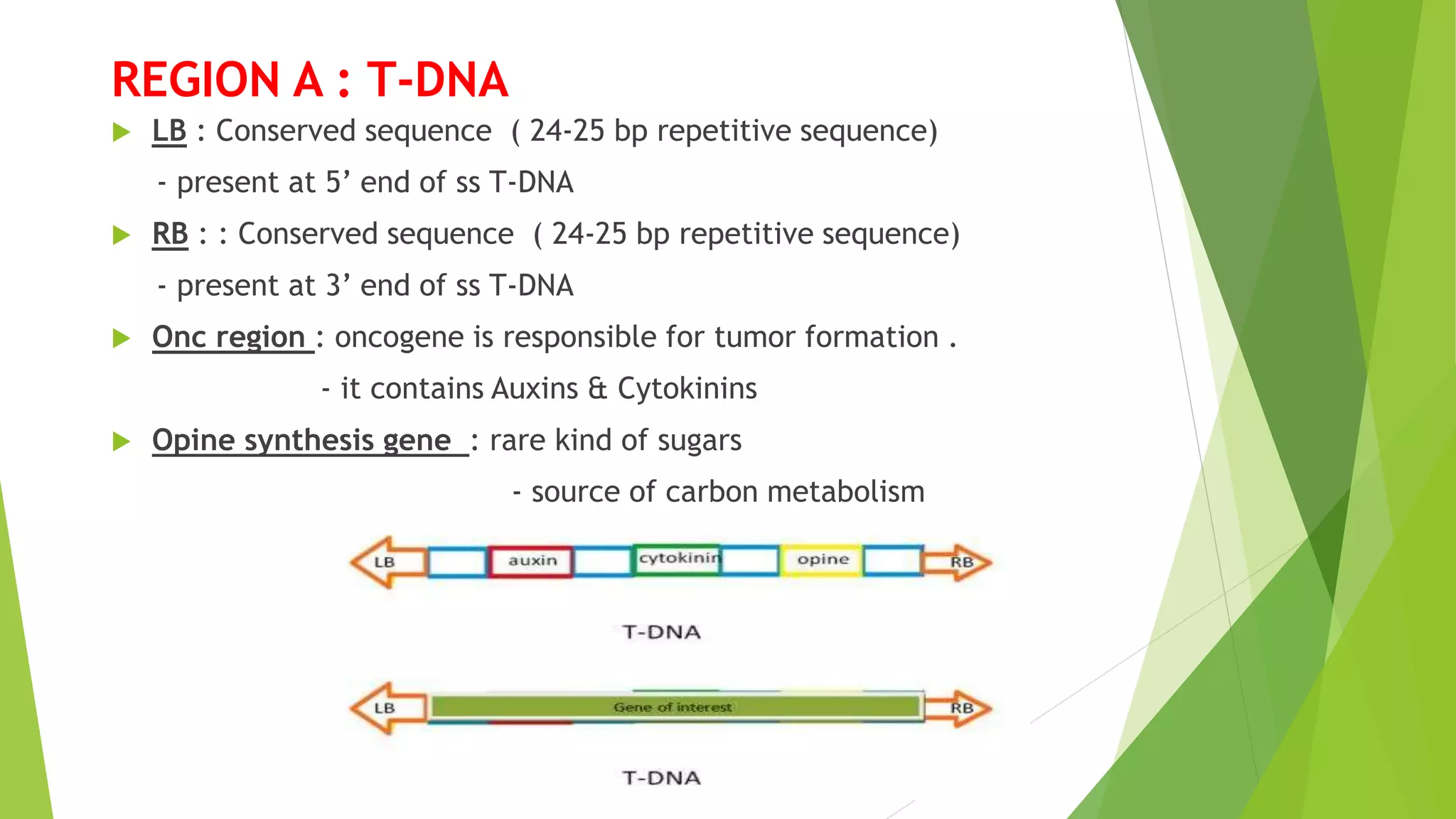 Agrobacterium mediated gene transfer | PPT