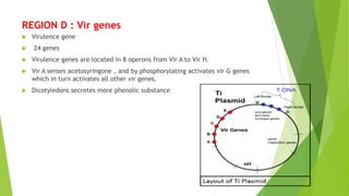 Agrobacterium mediated gene transfer | PPT