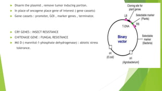Agrobacterium mediated gene transfer | PPTX