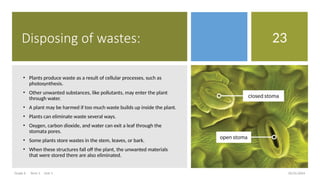 Plant body systems.pptxjjjjjjjjjjnnnnnnnn | PPTX | Gardening | Home ...