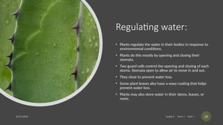 Plant body systems.pptxjjjjjjjjjjnnnnnnnn | PPTX | Gardening | Home ...