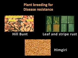 Plant breeding | PPTX