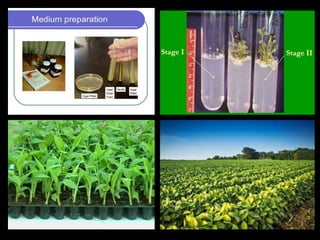 Plant breeding | PPT
