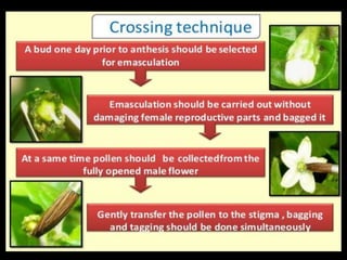 Plant breeding | PPTX