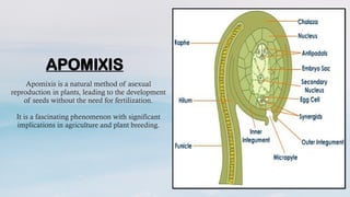 Apomixis and its commercial utilisation.pptx