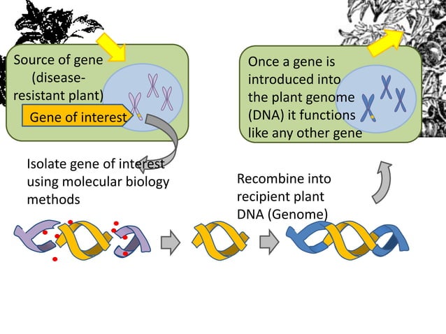 B4FA 2012 Uganda: Genetic engineering, crop improvement and biotechnology - Chris Leaver | PPT