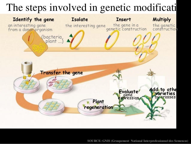 🎉 Steps involved in plant breeding. Steps Involved in the Plant ...