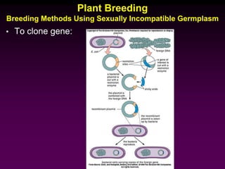 Plant Breeding and Propagation (1).ppt