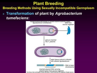 Plant Breeding and Propagation (1).ppt