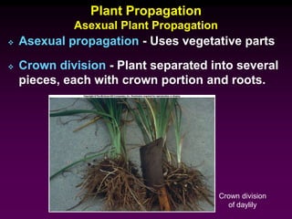 Plant Breeding and Propagation (1).ppt