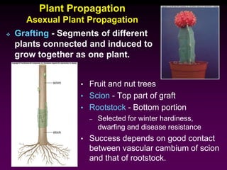 Plant Breeding and Propagation (1).ppt