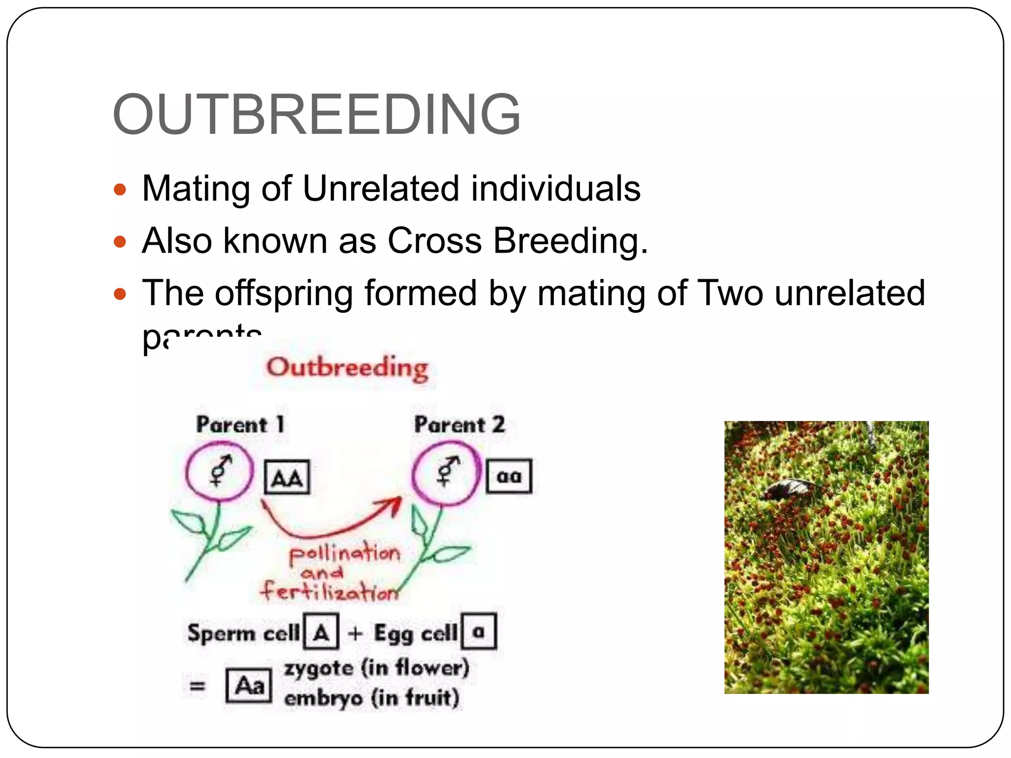 Plant Breeding Methods | PPTX