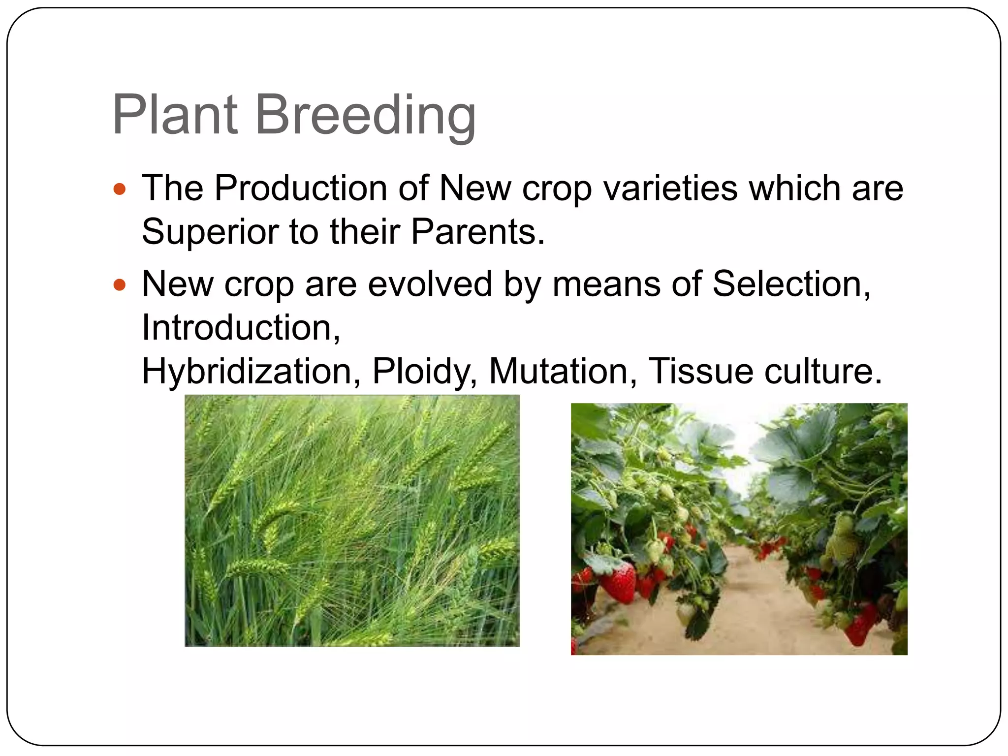 Plant Breeding Methods | PPTX