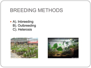 Plant Breeding Methods | PPTX