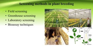 Plant breeding techniques | PPTX