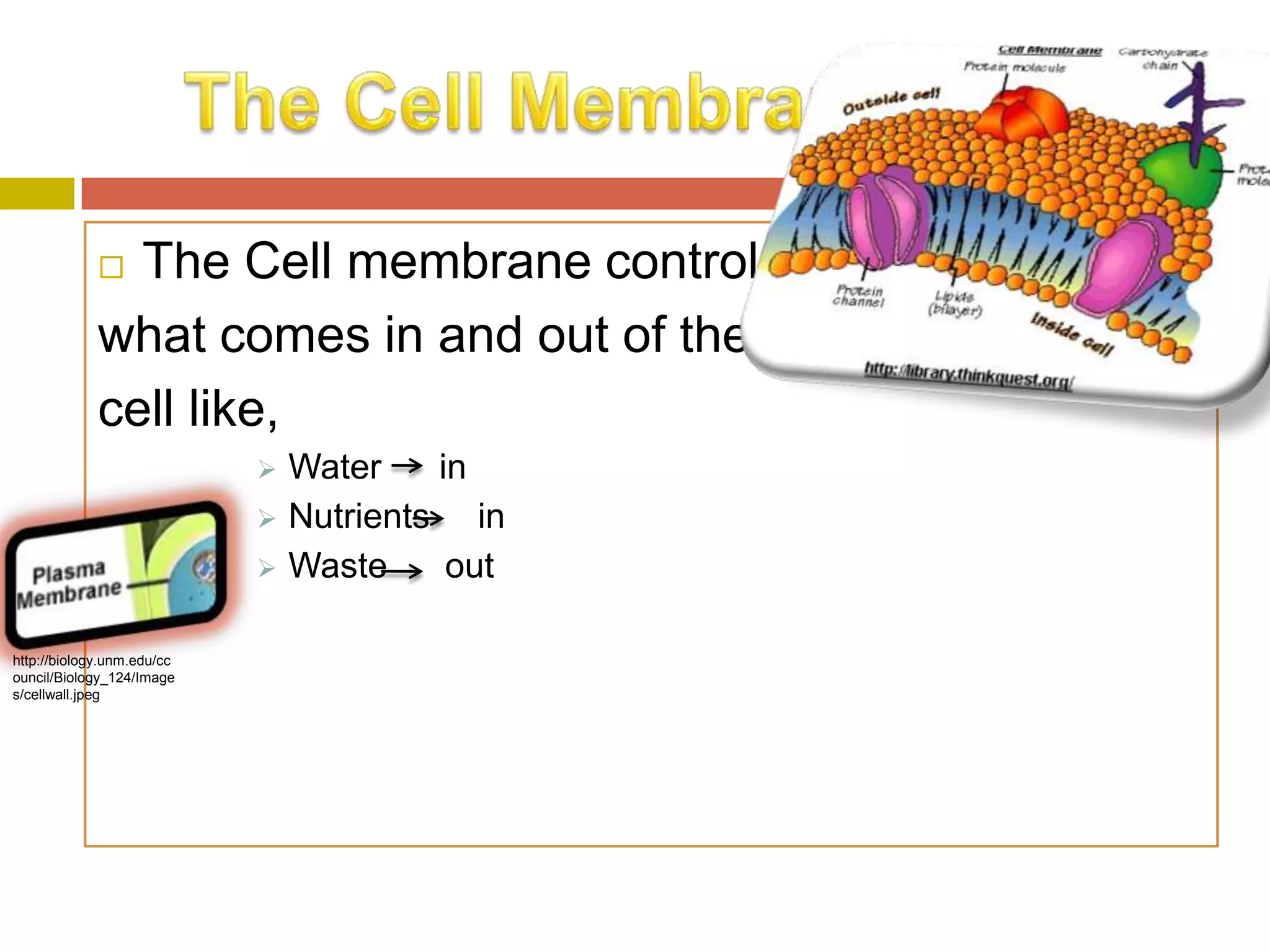 Plant Cell | PPT