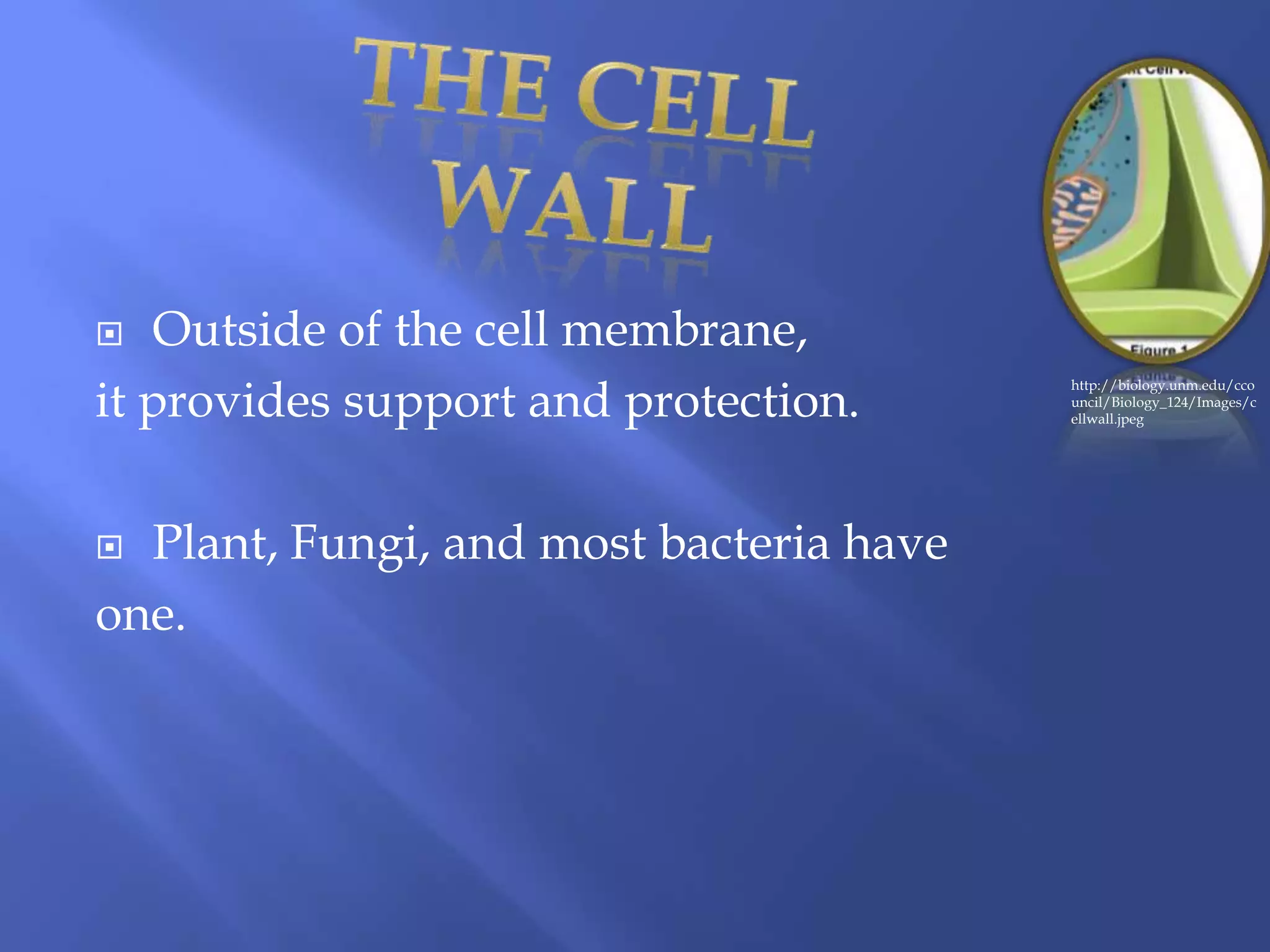 Plant Cell | PPT