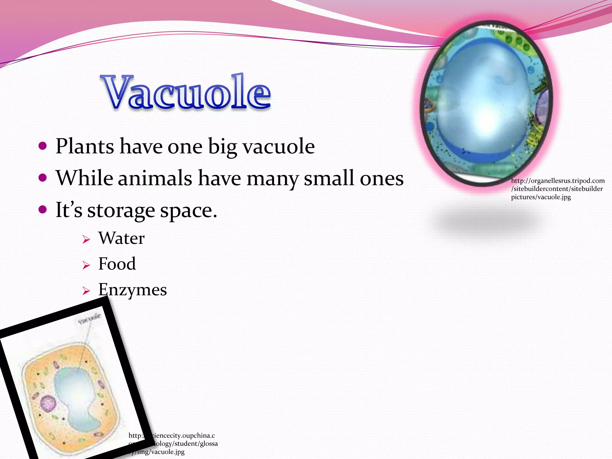 Plant Cell | PPT