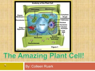 Plant Cell | PPT