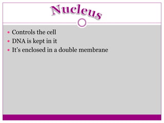 Plant Cell | PPT