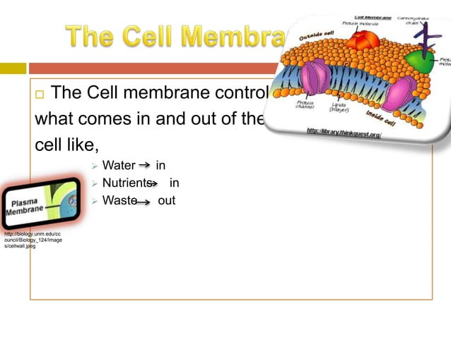 Plant Cell | PPT