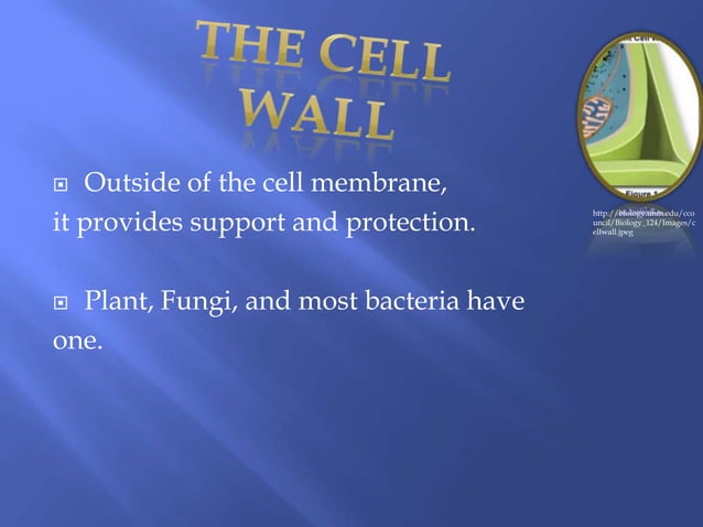 Plant Cell | PPT