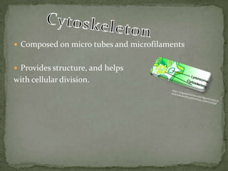 Plant Cell | PPT