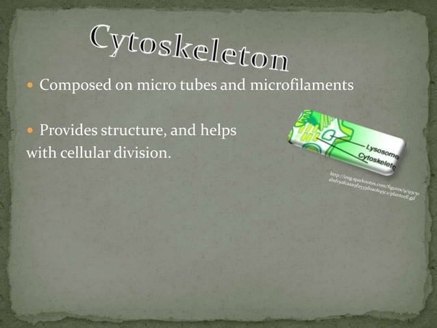Plant Cell | PPT