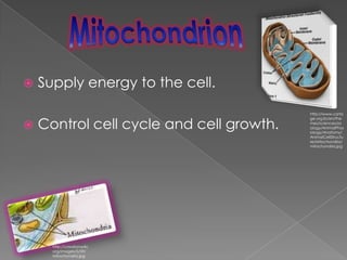 Plant Cell | PPT