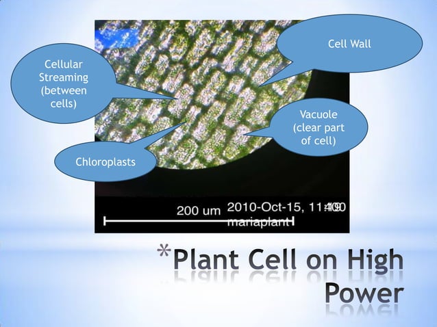 Plant cell | PPTX