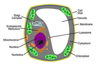 Plant cell | PPTX