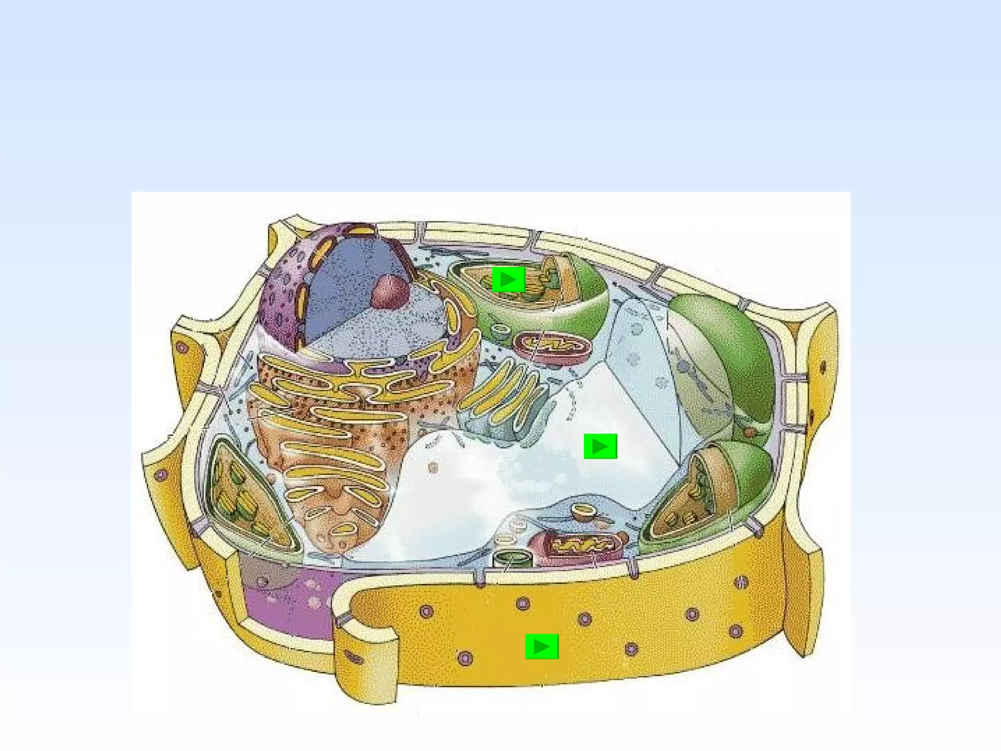 Plant cell | PPT | Gardening | Home & Garden