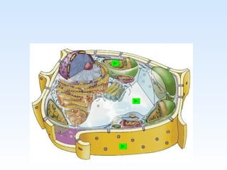 Plant cell | PPT