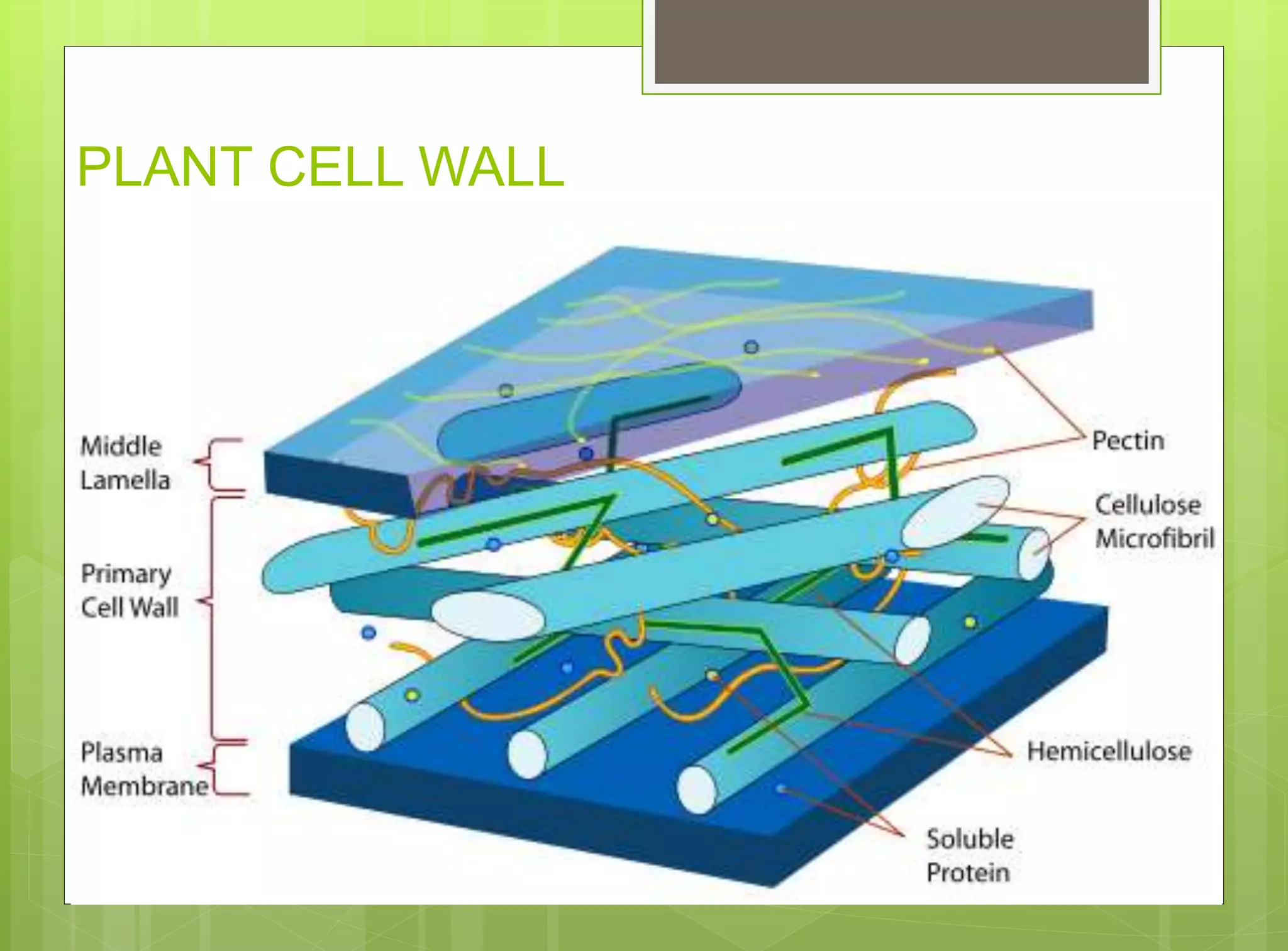 Plant cell | PPT