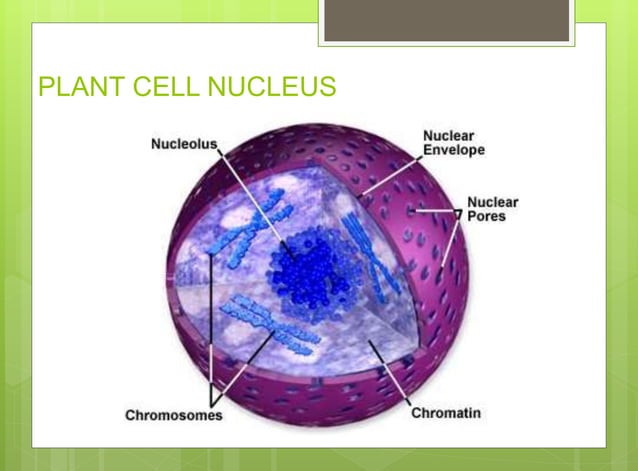 Plant cell | PPT