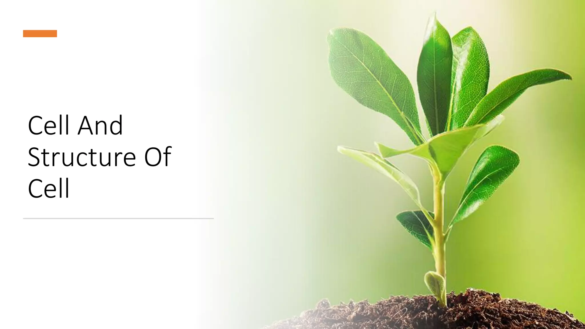 Plant cell | Animal Cell | Cell structure O level notes | PPT