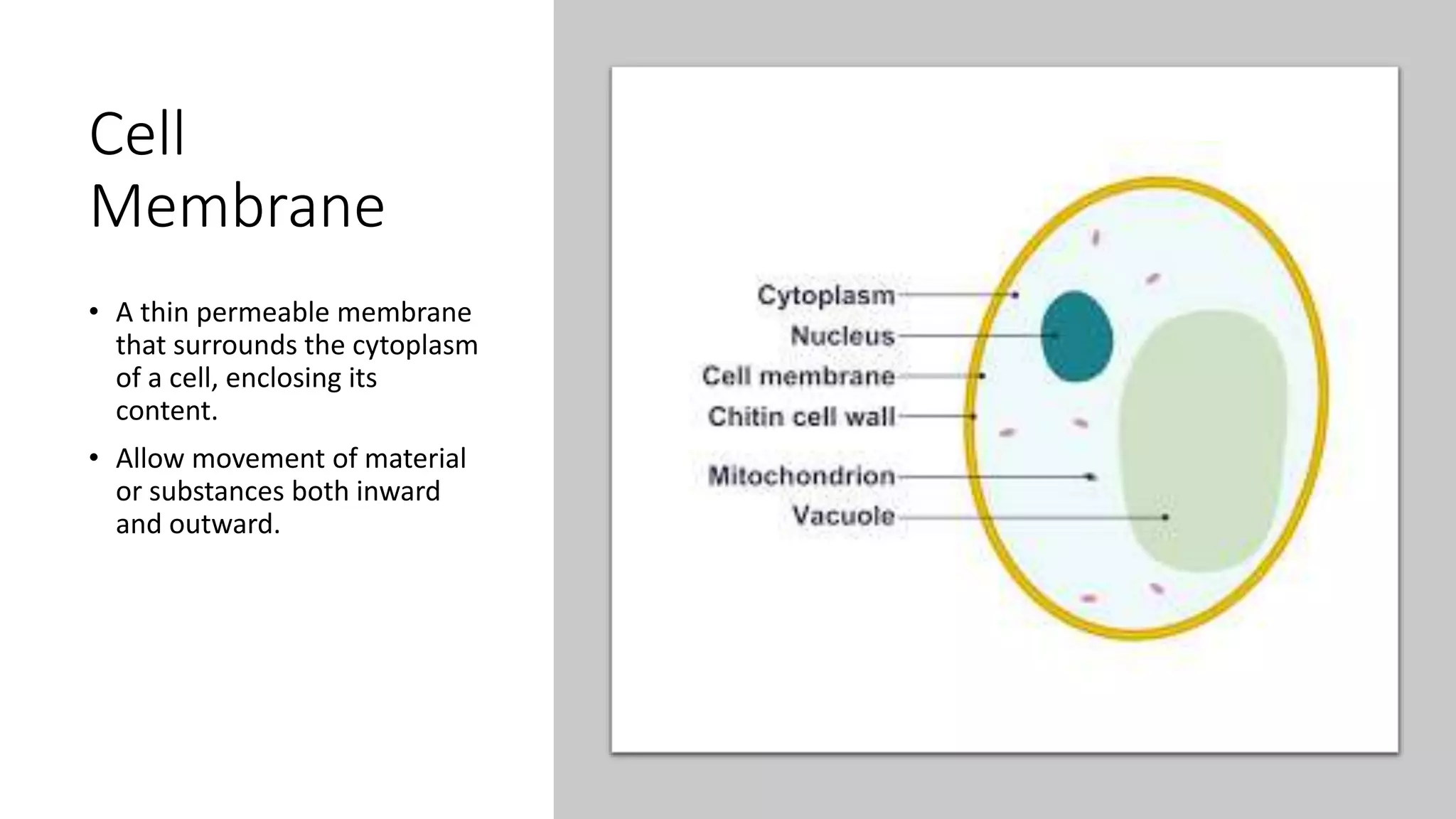 Plant cell | Animal Cell | Cell structure O level notes | PPT