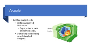 Plant cell | Animal Cell | Cell structure O level notes | PPT