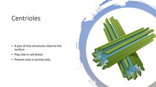 Plant cell | Animal Cell | Cell structure O level notes | PPT