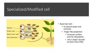 Plant cell | Animal Cell | Cell structure O level notes | PPT