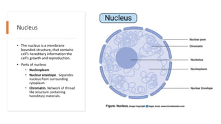 Plant cell | Animal Cell | Cell structure O level notes | PPT