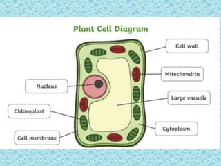 Plant cell | PPTX