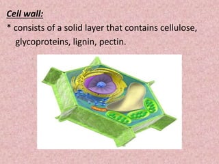 Plant cell | PPTX