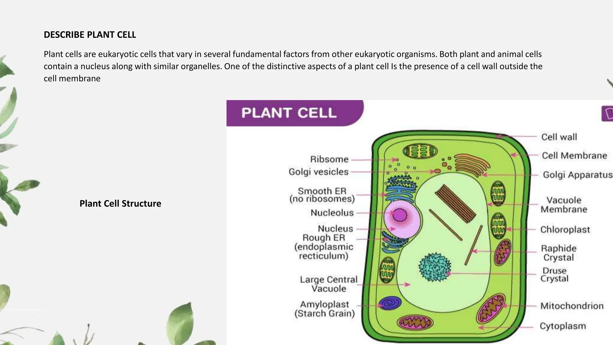PLANT CELL.pptx