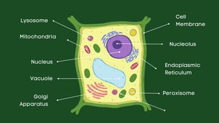 Detailed and brief explnation plant cell.pdf